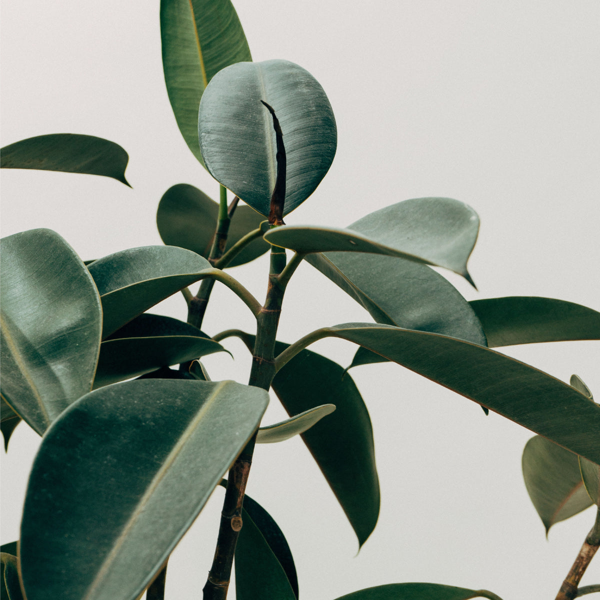 Demonstration of the antitoxic effect of plants – Forza10 America